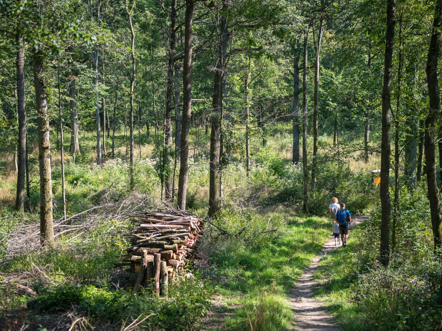 Mittelwald in Iphofen im Steigerwald–Frankens Kulturerbe