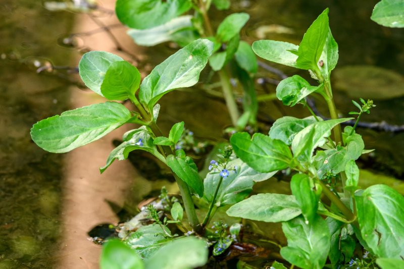 Biodiversitätspfad Isny
