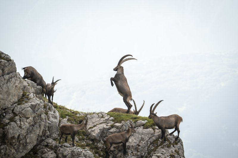 Der Steinbock - Der König der Alpen