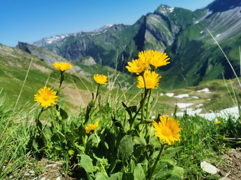 Die Vielfalt der Alpenblumen in Oberstdorf Allgäuer Alpen