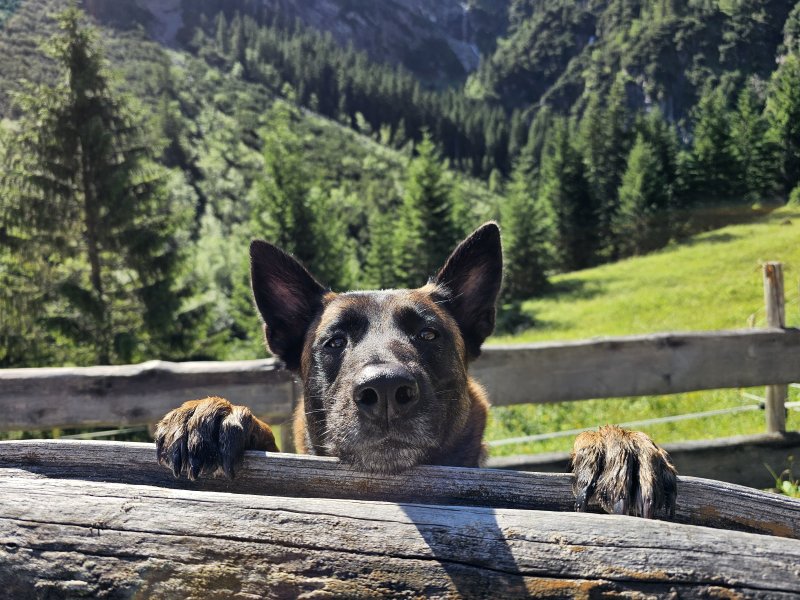 Berghtte Kleinwalsertal Mit Hundnull